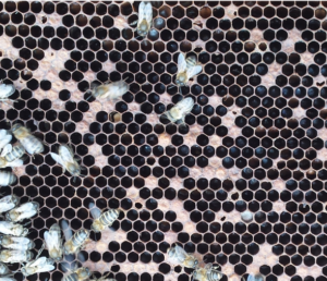 Detección de Loque americana – apigranca.es